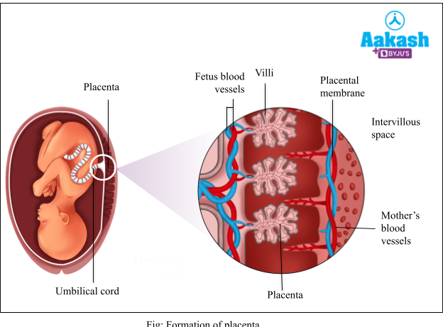Pregnancy and Embryonic Development: Gastrulation, Ectoderm & Parturition | AESL